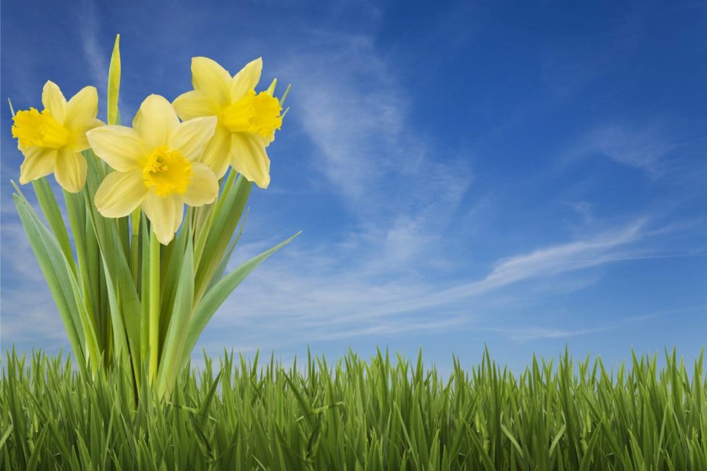 march spring wallpaper